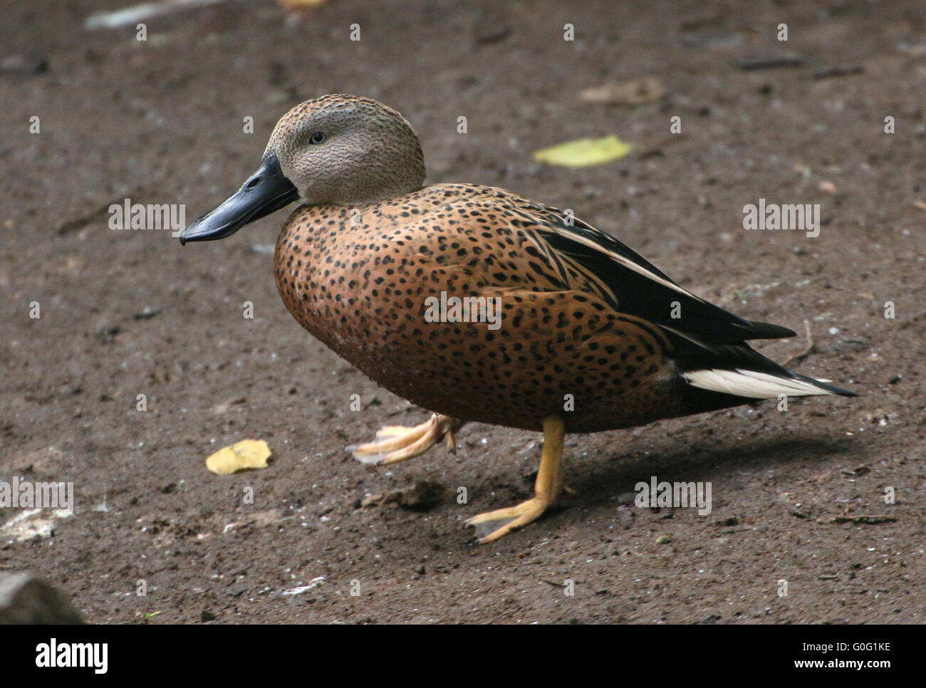 Dabbling duck hi-res stock photography and images - Alamy