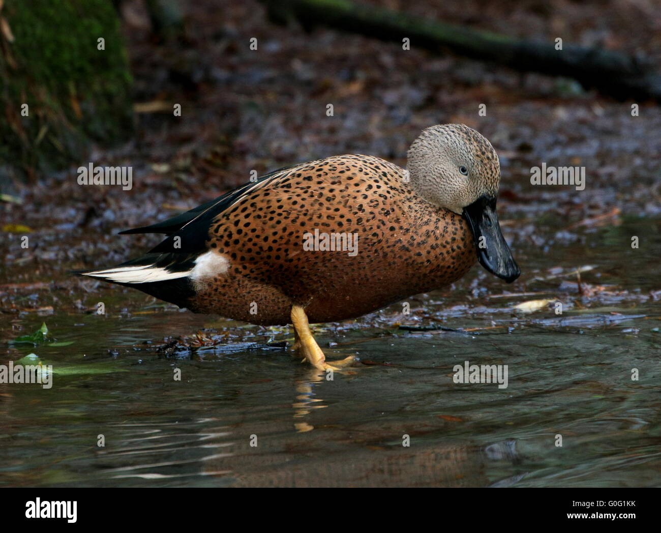 Male South American Red Shoveler dabbling duck (Anas platalea) on the ...