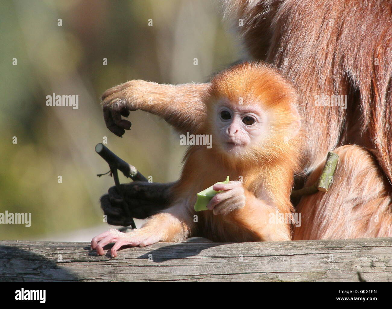 Javan Ebony Lutung or Langur Monkey (Trachypithecus auratus), mother ...