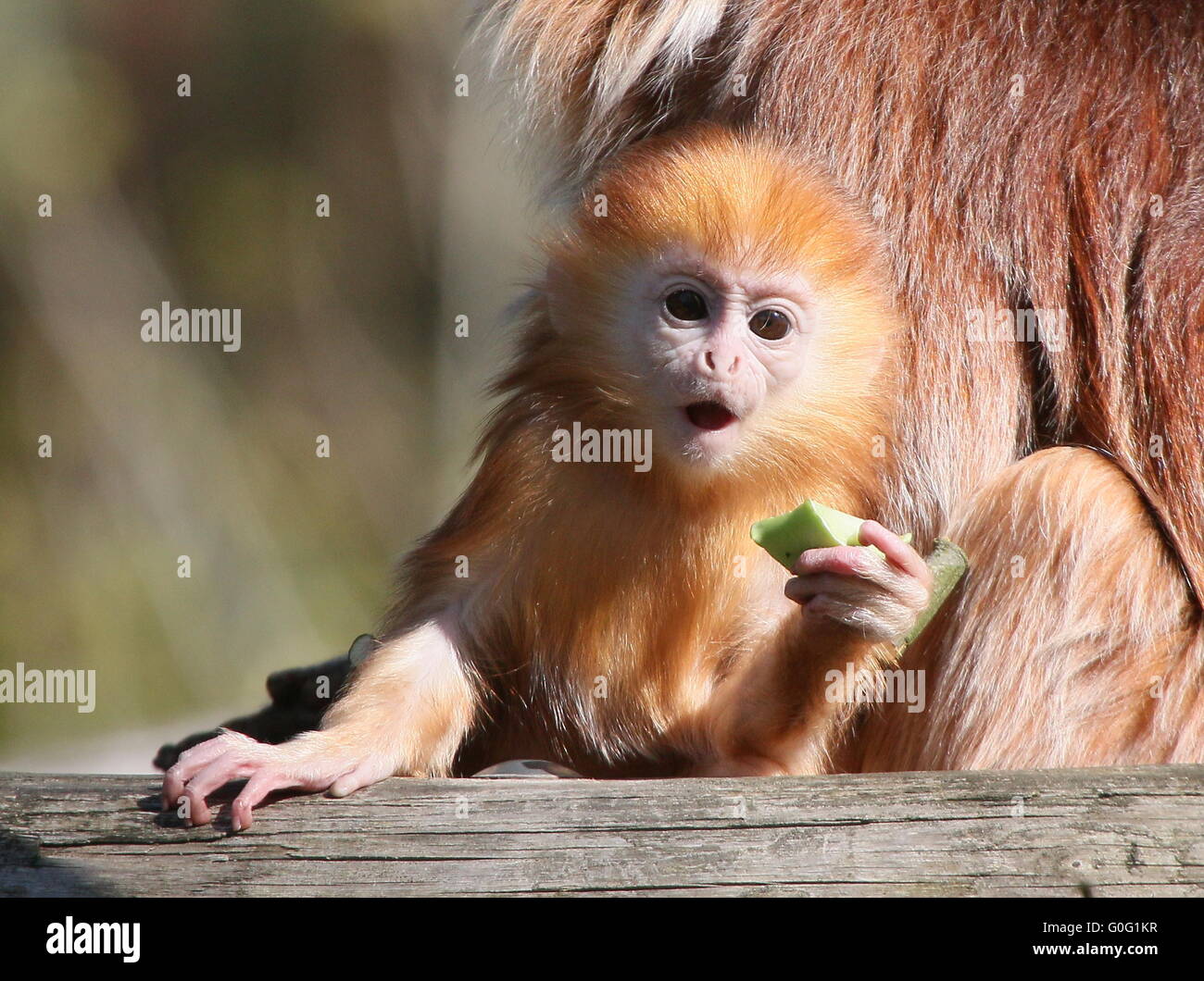 Baby Javan Ebony Lutung or Langur Monkey (Trachypithecus auratus ...