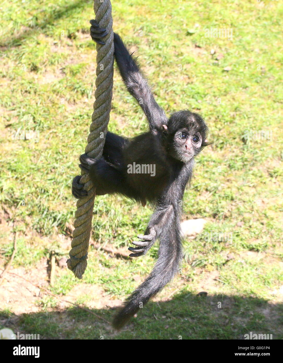 Young Colombian Black headed Spider Monkey (Ateles fusciceps) hanging ...