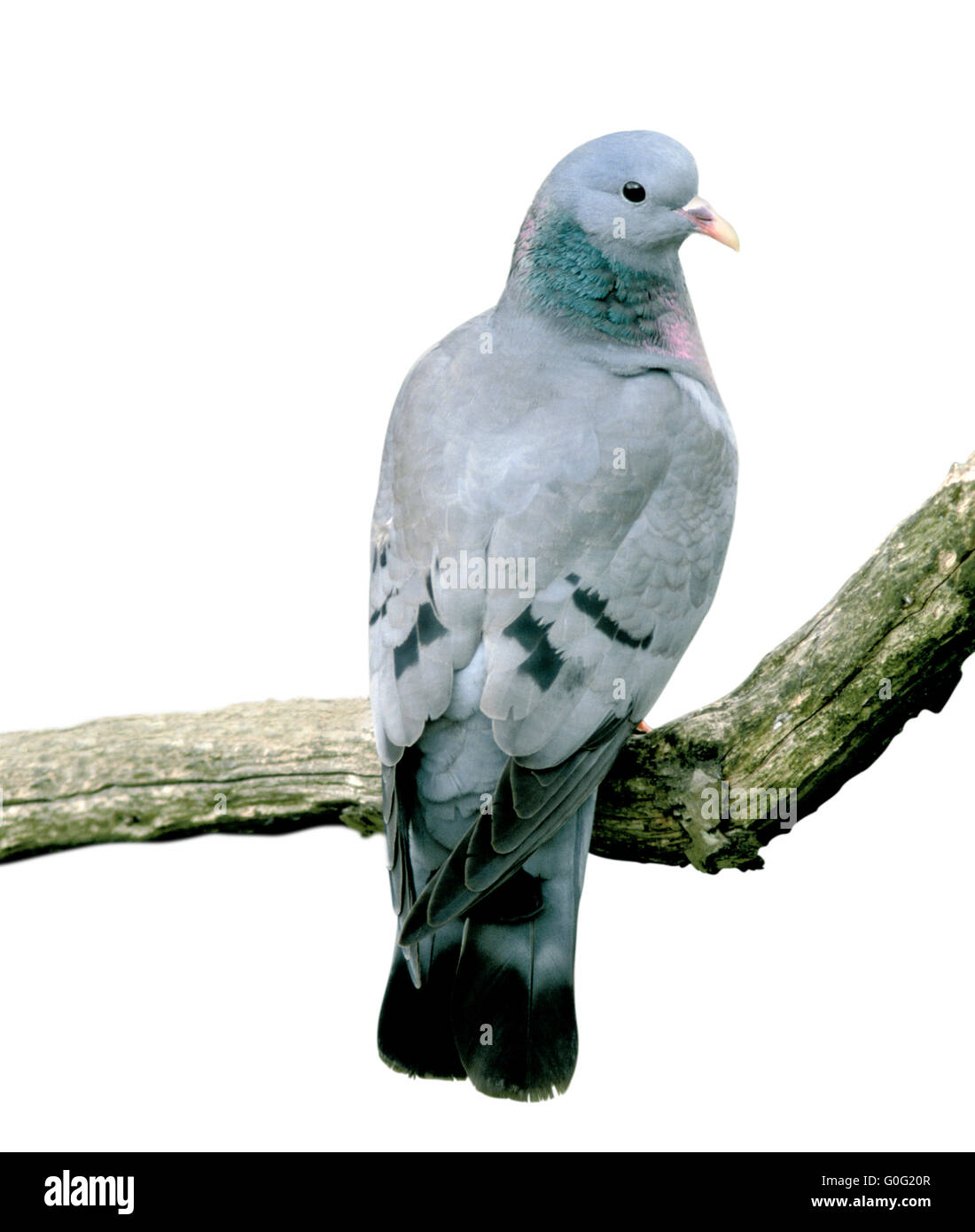 Stock dove tree hi-res stock photography and images - Alamy