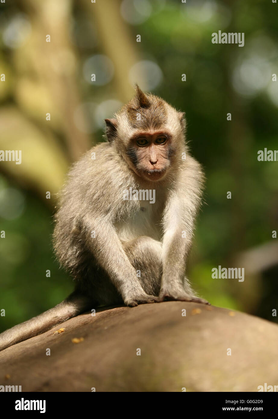 Child of monkeys Stock Photo - Alamy