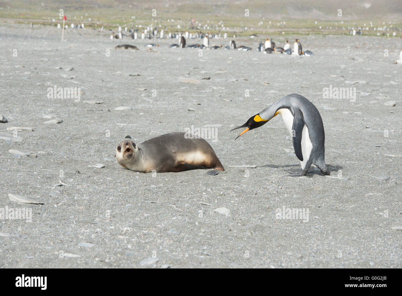 Beautiful penguin hi-res stock photography and images - Alamy