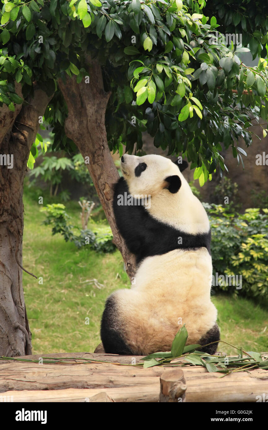 Big panda hi-res stock photography and images - Alamy