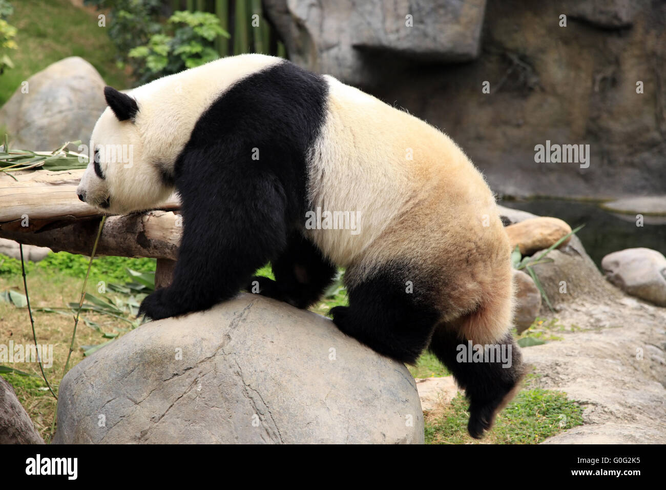 Panda bear profile hi-res stock photography and images - Alamy