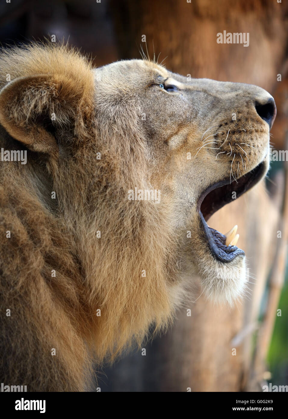 King - lion Stock Photo - Alamy