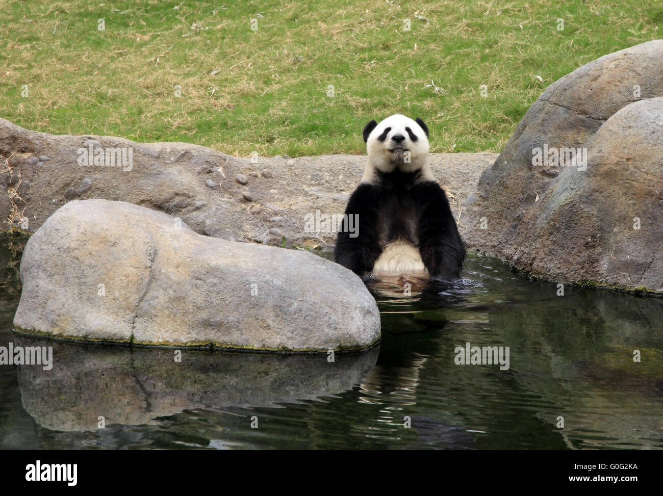 Grand panda bear Stock Photo - Alamy