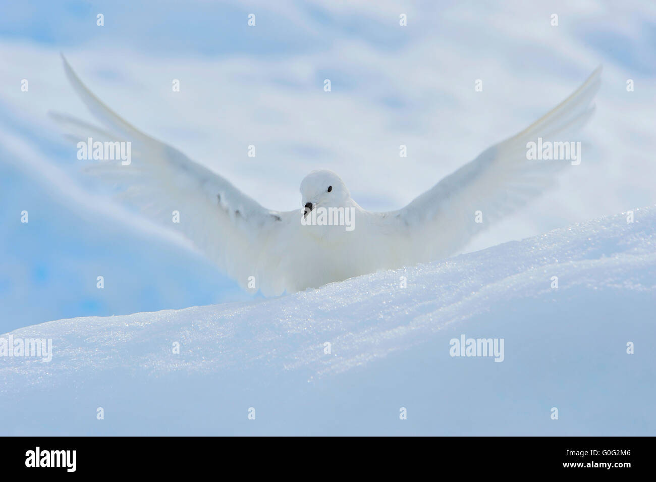 Petrel glacier hi-res stock photography and images - Alamy