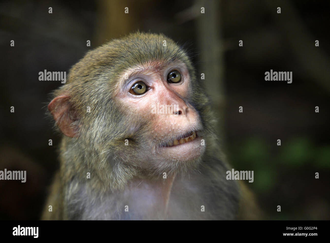 Portrait of monkey Stock Photo - Alamy