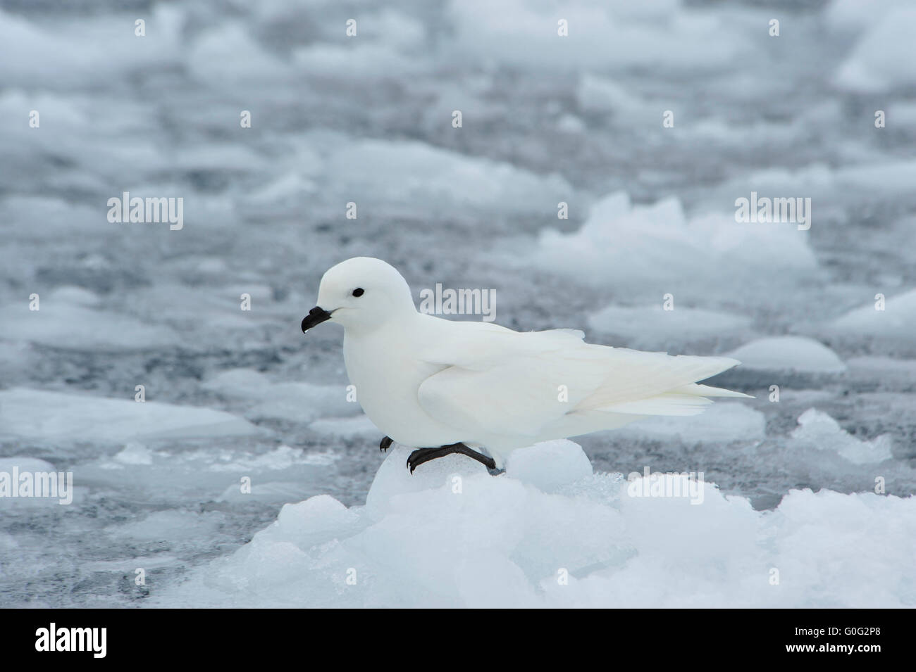 Snow petrel standing on the ice Stock Photo - Alamy