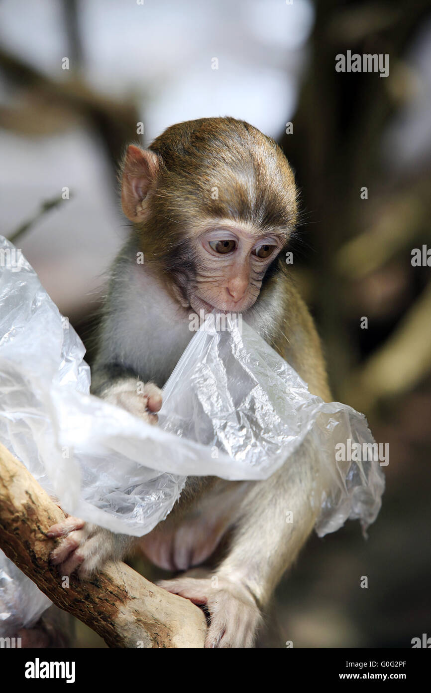 Portrait of the sad monkey Stock Photo - Alamy