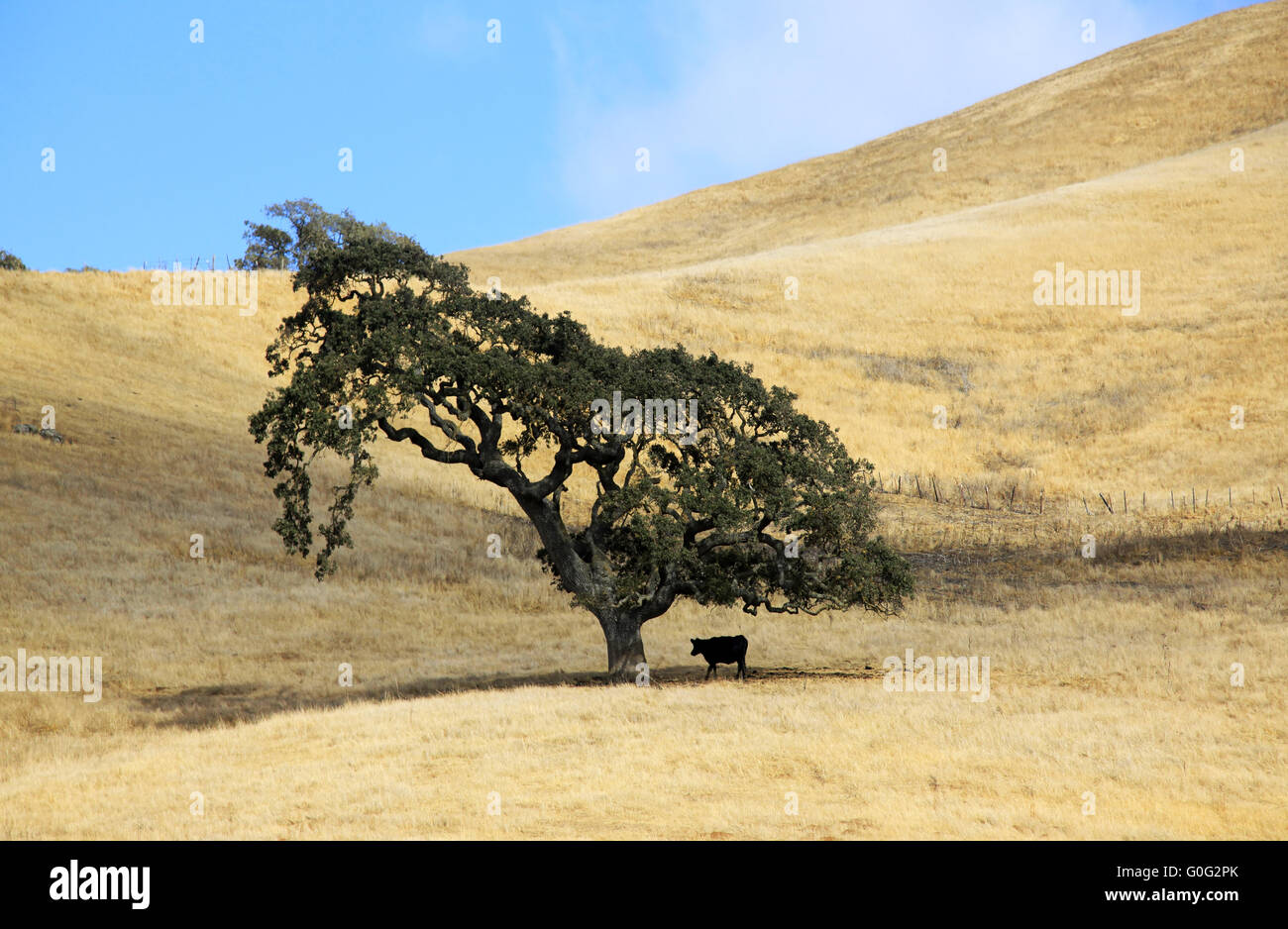 lonely tree and cow Stock Photo - Alamy