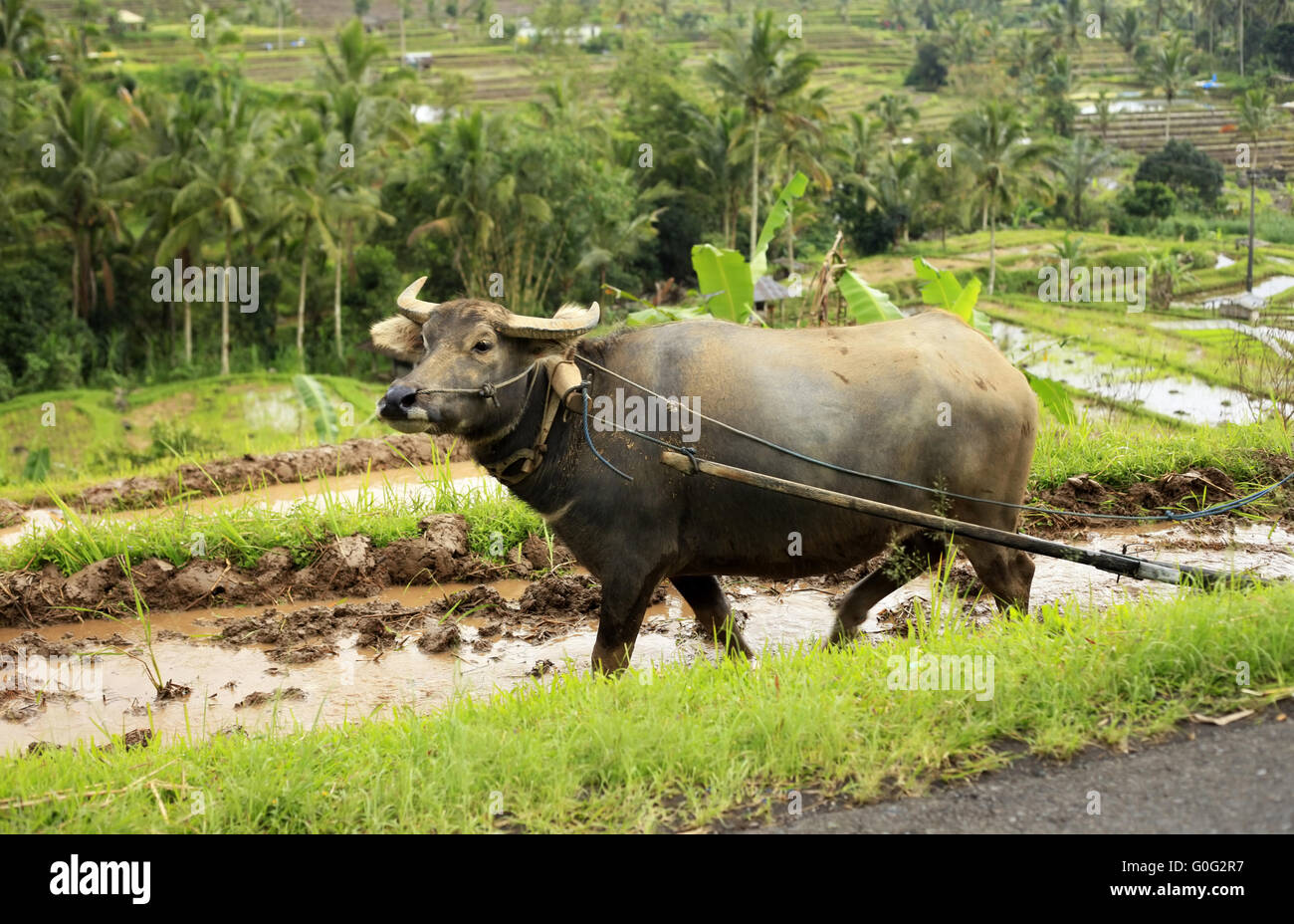 Large buffalo bull female hi-res stock photography and images - Alamy