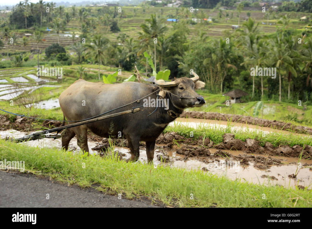 Female farmer water buffalo hi-res stock photography and images - Alamy