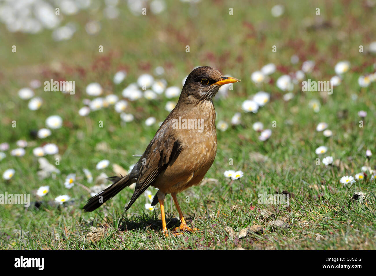 trush bird in Falklands Stock Photo - Alamy
