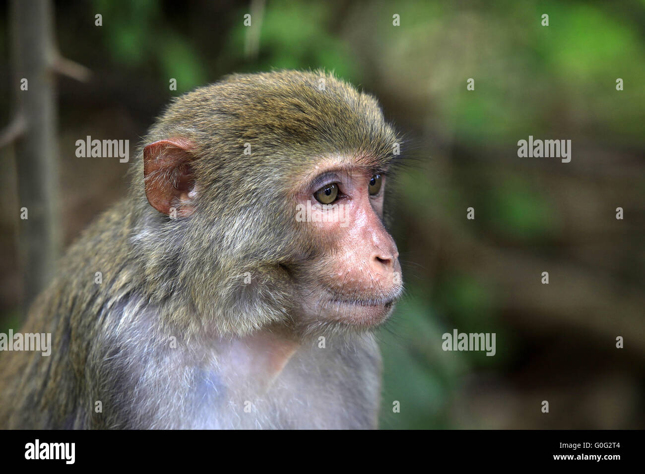 Portrait of monkey Stock Photo - Alamy