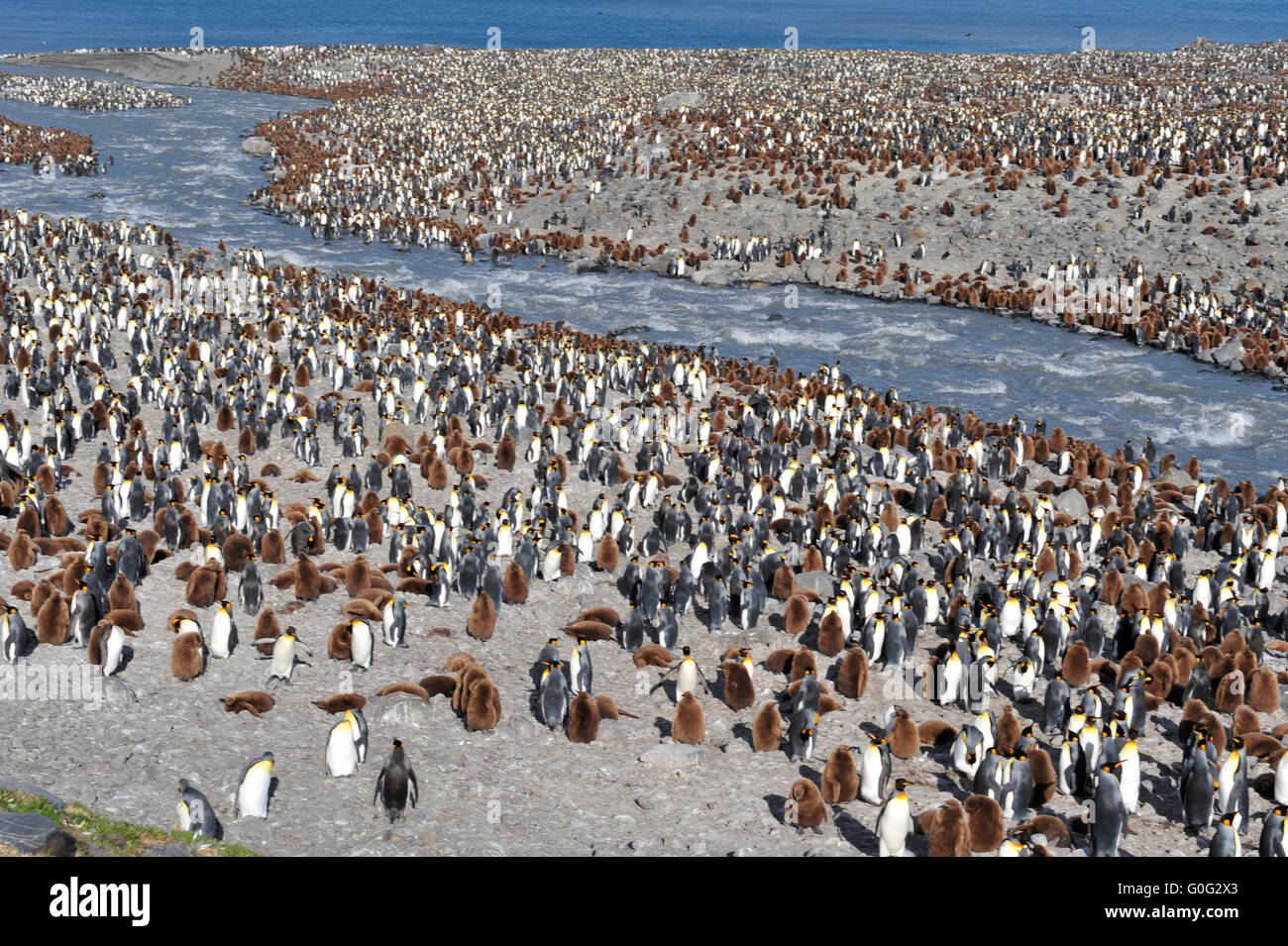 King penguin colony Stock Photo - Alamy
