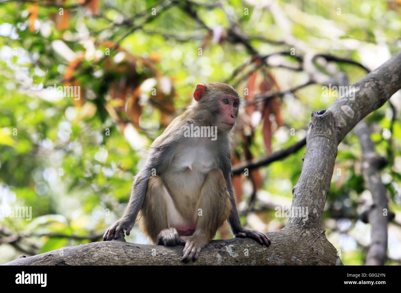 Portrait of the sad monkey Stock Photo - Alamy