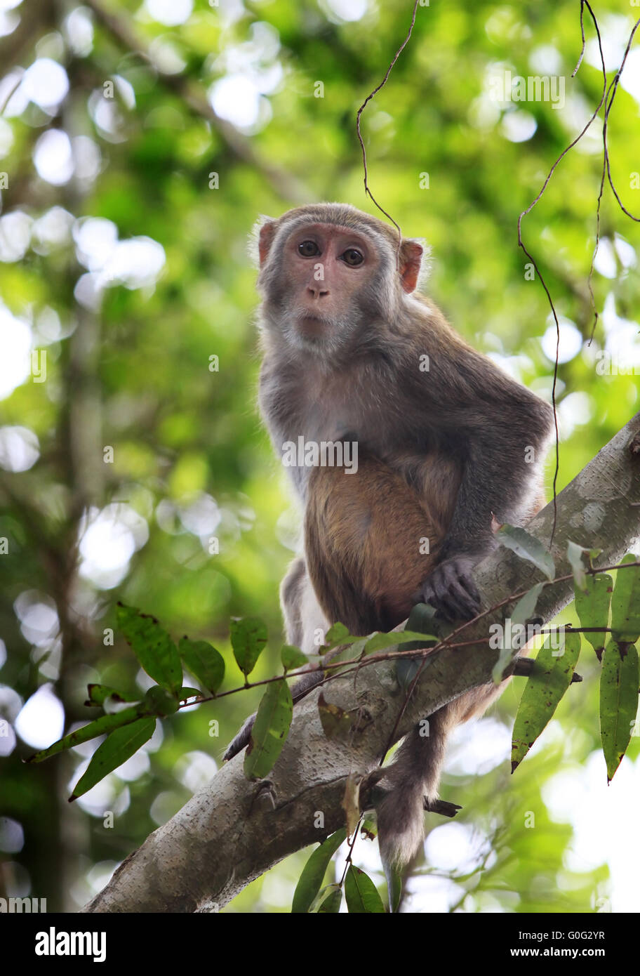 Portrait of monkey Stock Photo - Alamy