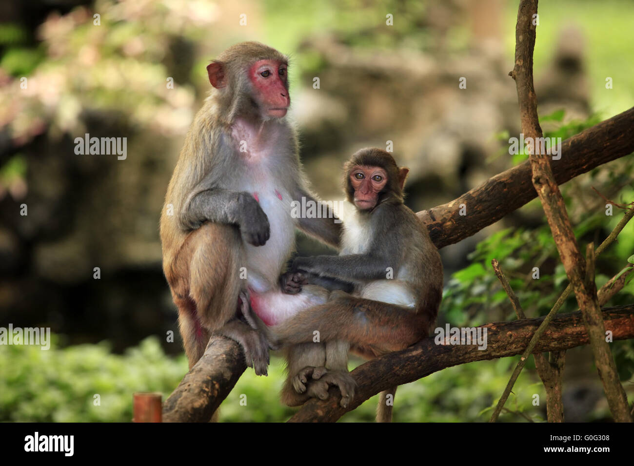 Family of monkeys Stock Photo - Alamy