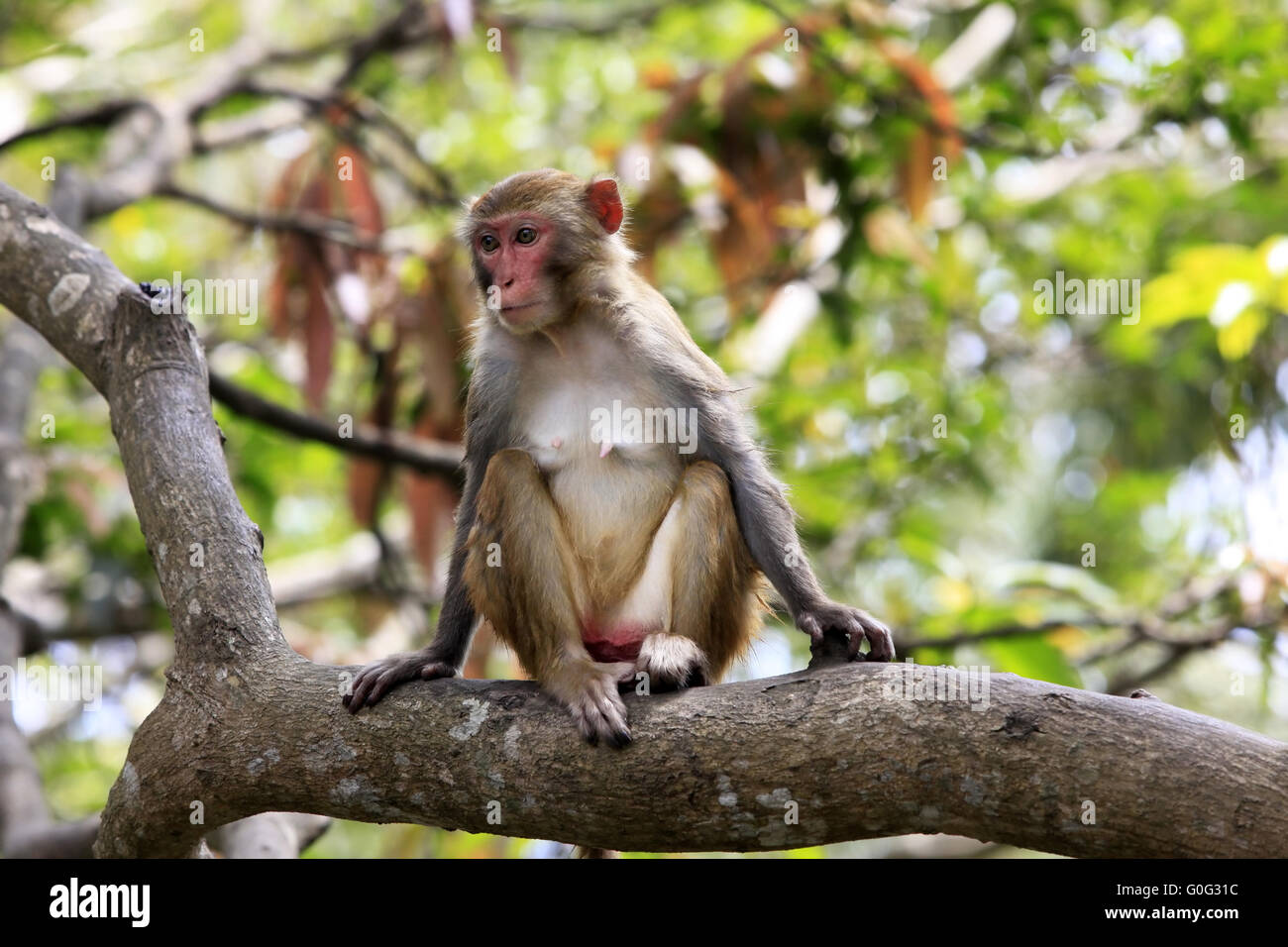 Portrait of the sad monkey Stock Photo - Alamy