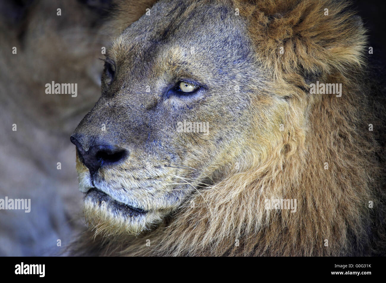 Portrait of lion Stock Photo - Alamy