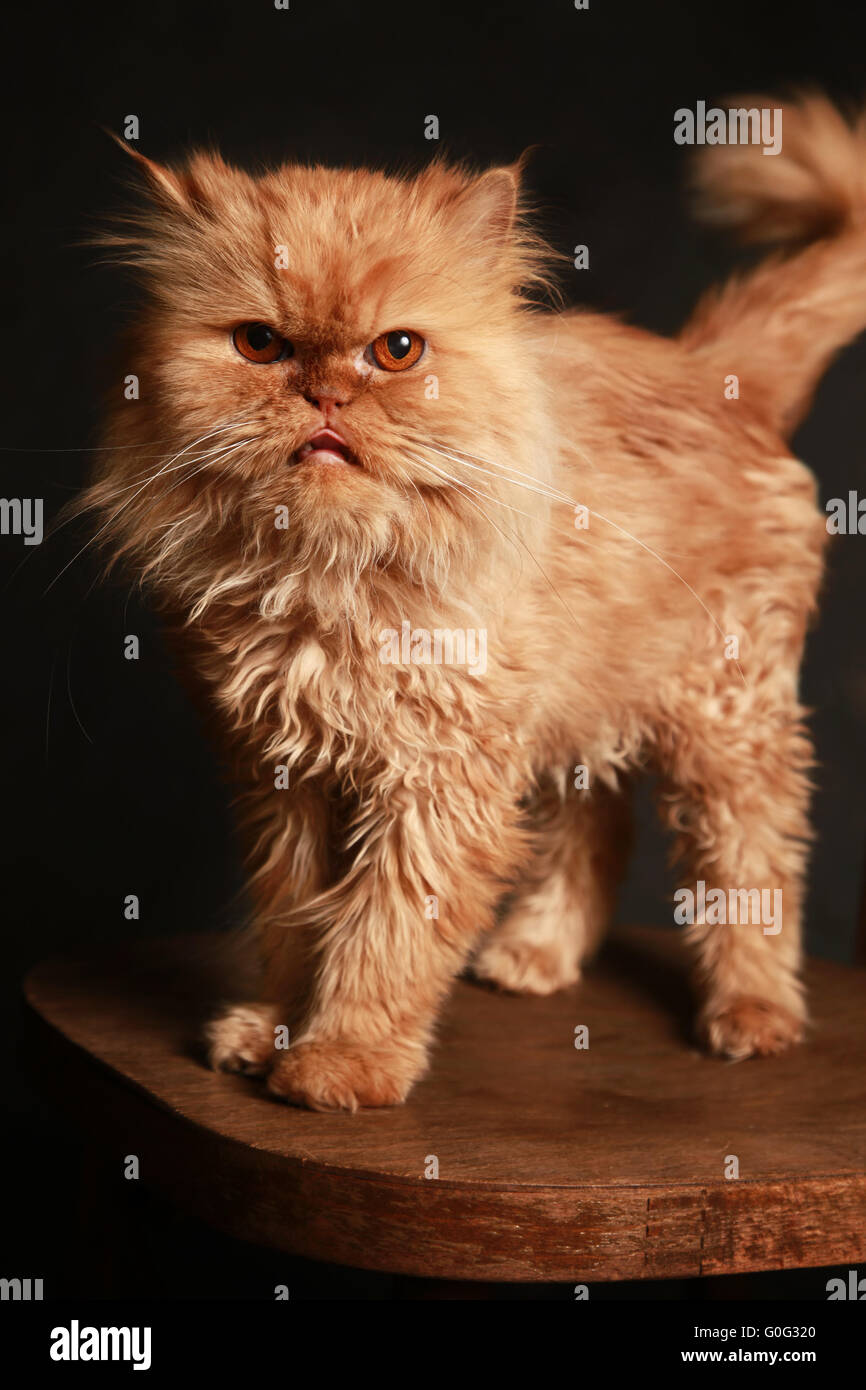 Persian cat angry hi-res stock photography and images - Alamy