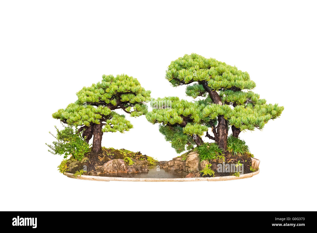 Tiny pine hi-res stock photography and images - Alamy