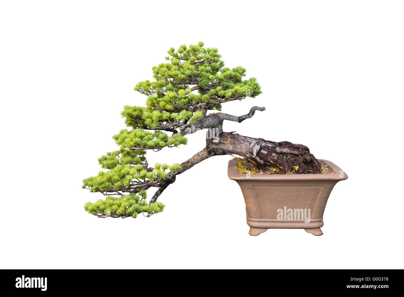 bonsai tree of pine Stock Photo - Alamy