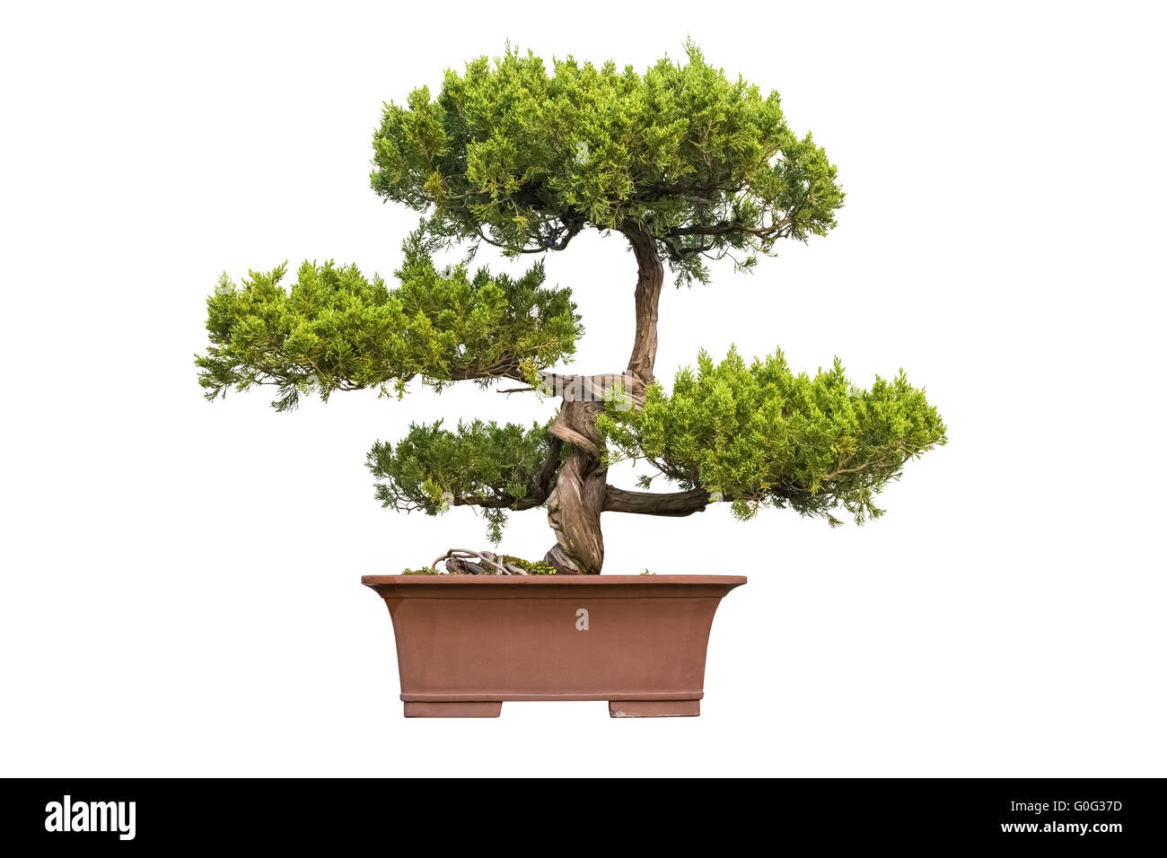 Juniper beautiful Cut Out Stock Images & Pictures - Alamy