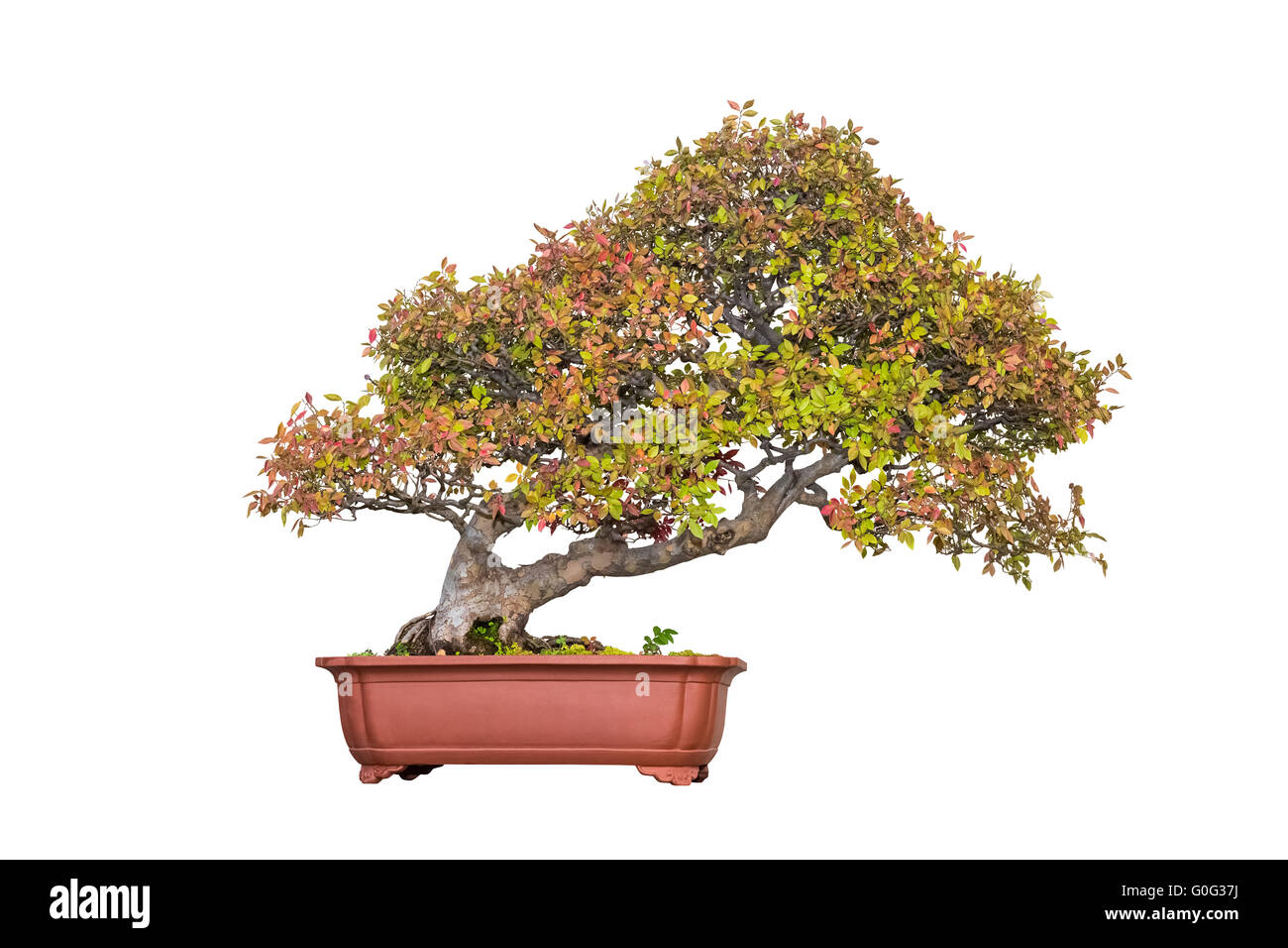 Elm tree in autumn Cut Out Stock Images & Pictures - Alamy