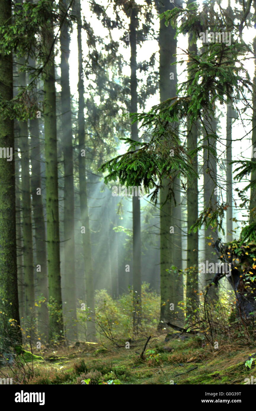 Light beam in the forest Stock Photo - Alamy