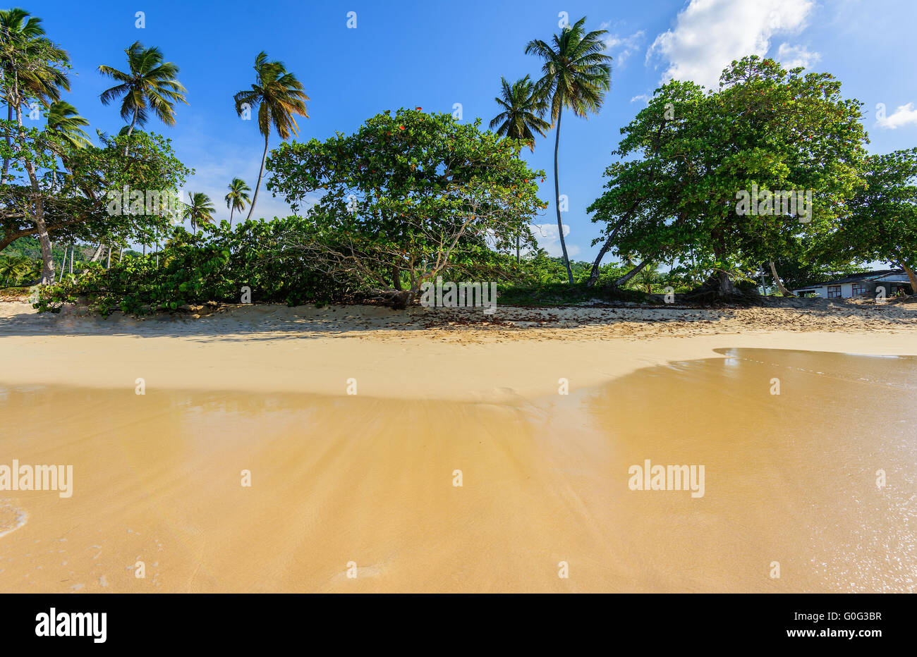 Vaca tropical hi-res stock photography and images - Alamy