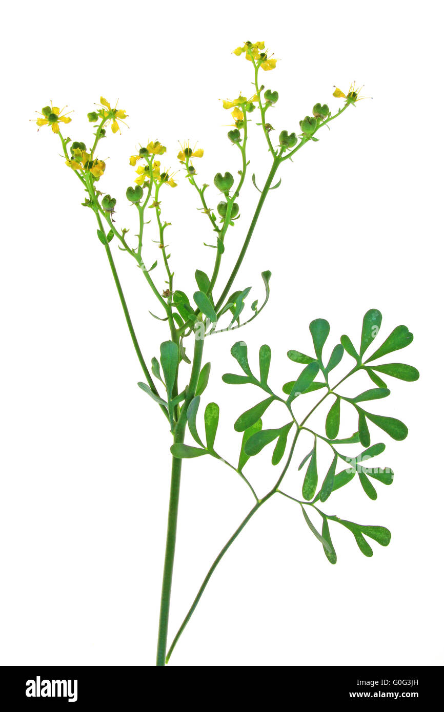 Common rue (Ruta graveolens Stock Photo - Alamy