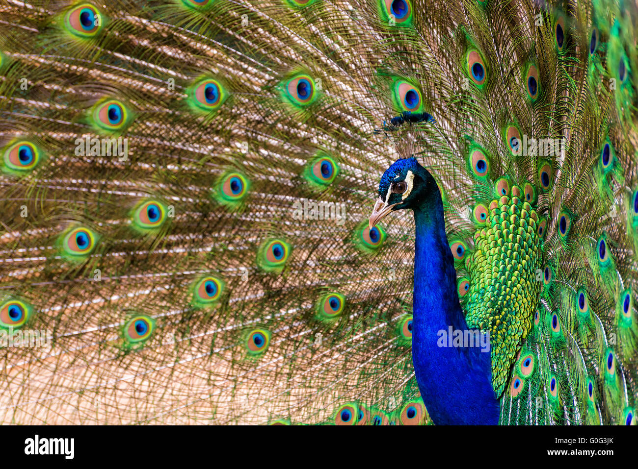 Free range peacock hi-res stock photography and images - Alamy