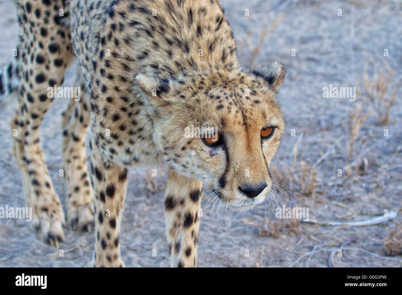 cheetah at etosha namibia Stock Photo - Alamy