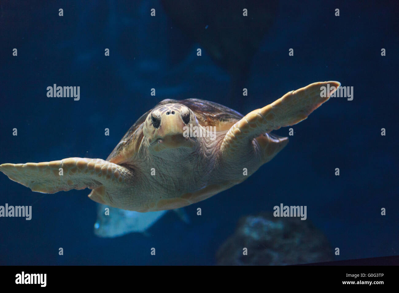 Loggerhead sea turtle swim hi-res stock photography and images - Alamy