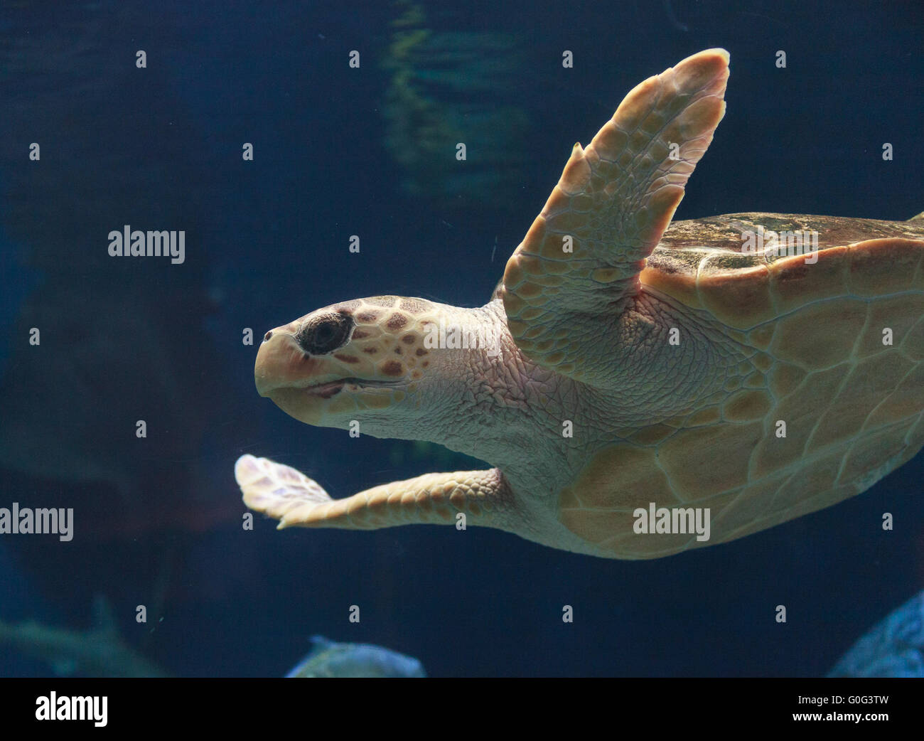 Juvenile loggerhead sea turtle, Caretta caretta Stock Photo - Alamy