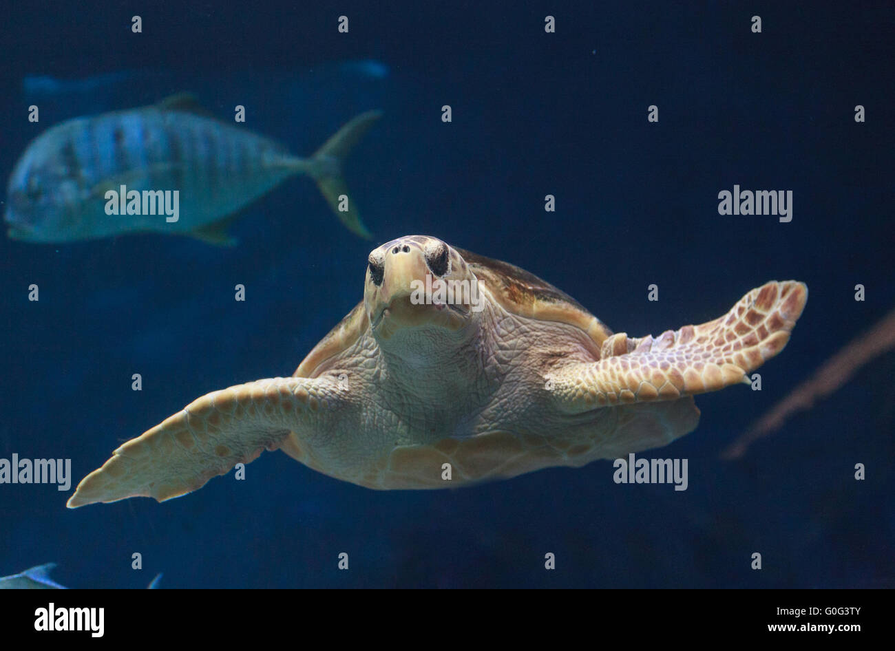 Juvenile loggerhead sea turtle, Caretta caretta Stock Photo - Alamy