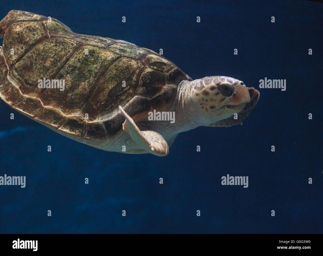Juvenile loggerhead sea turtle, Caretta caretta Stock Photo - Alamy