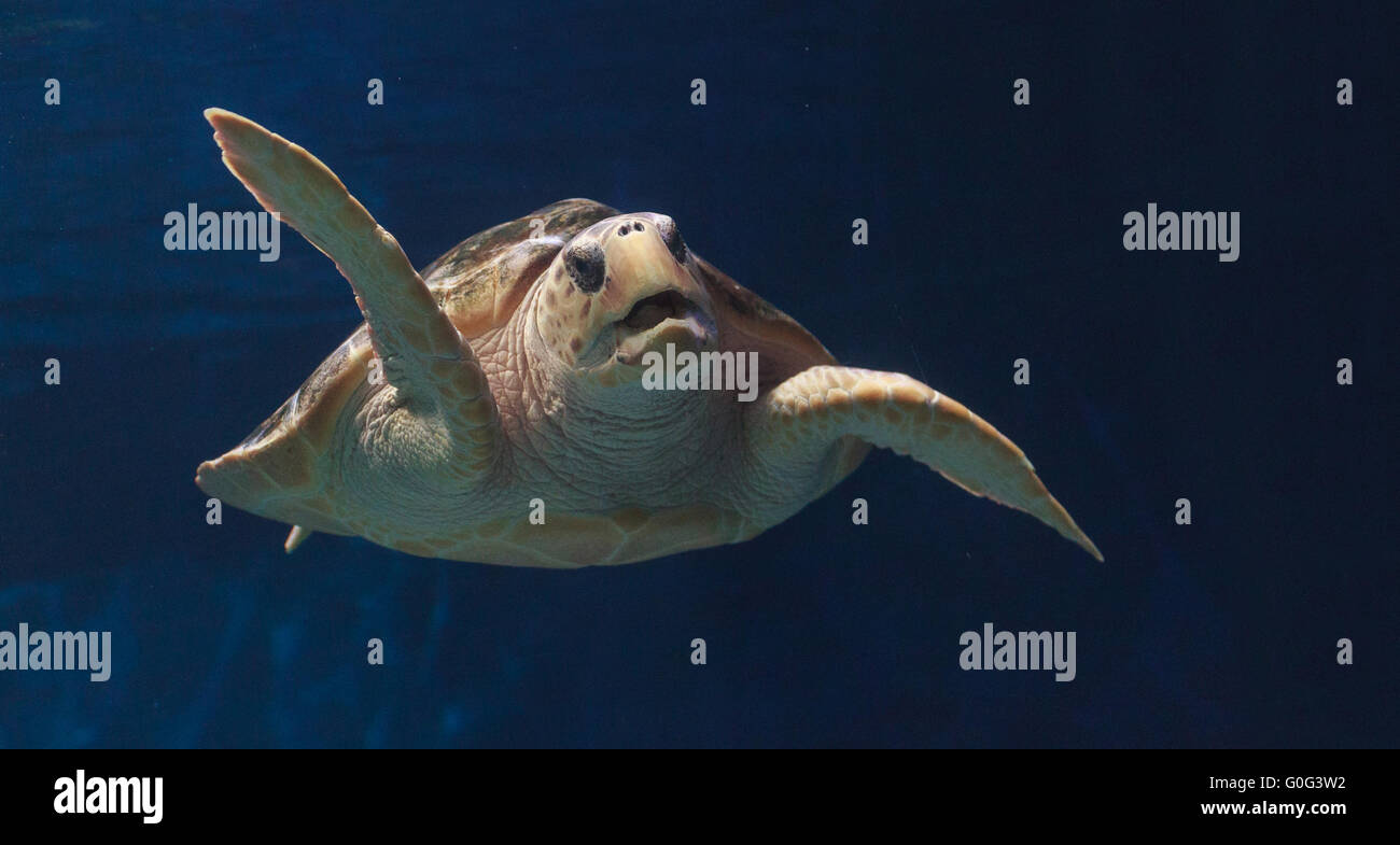Juvenile loggerhead sea turtle, Caretta caretta Stock Photo - Alamy