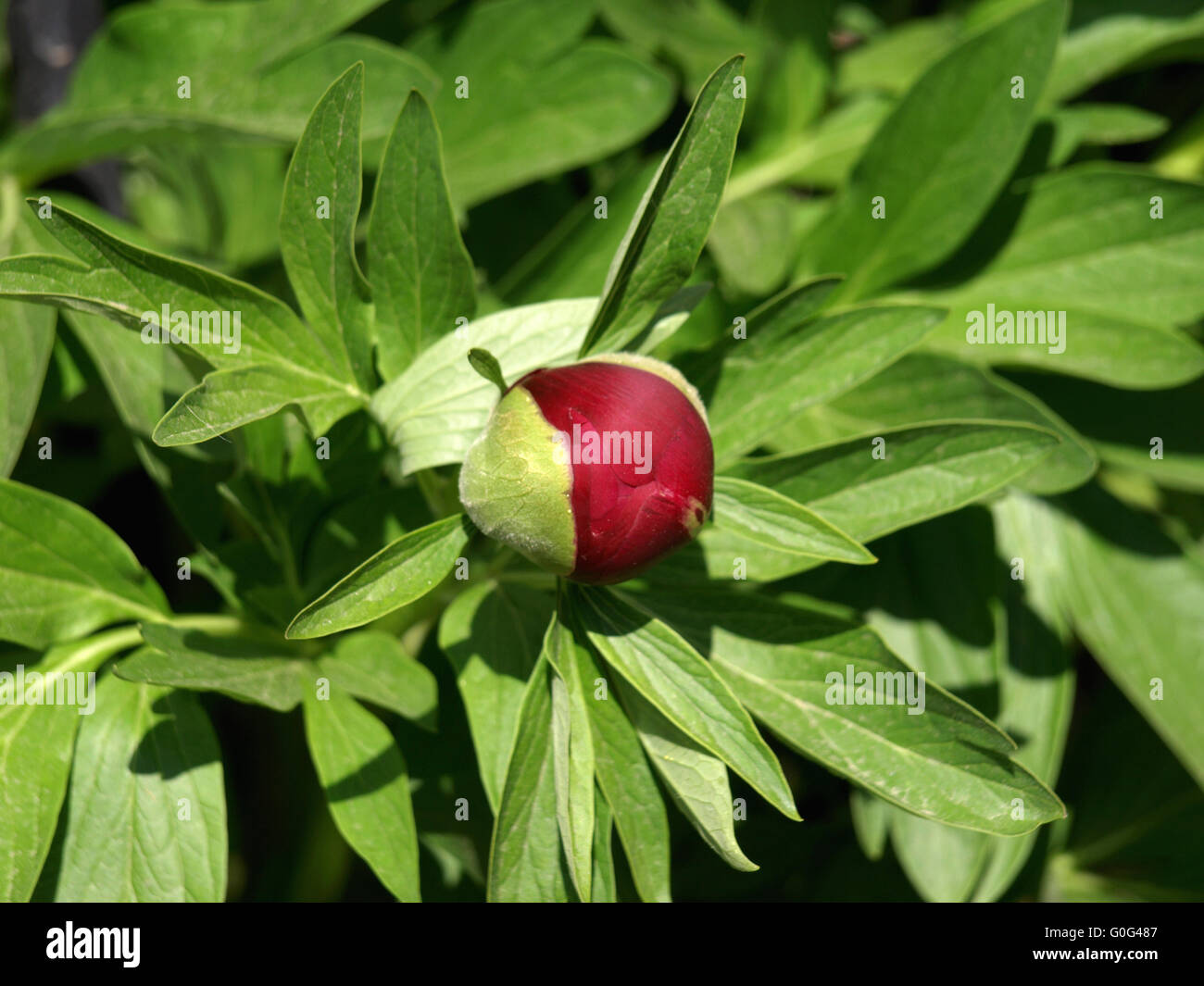 Peony stalk hi-res stock photography and images - Alamy