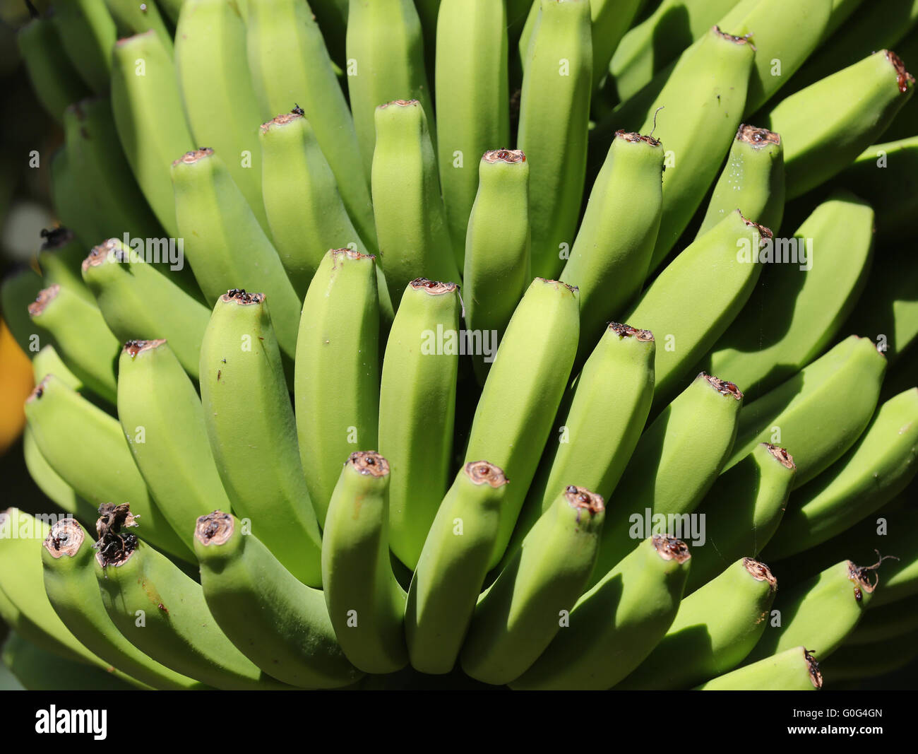 Banana plant madeira hi-res stock photography and images - Alamy