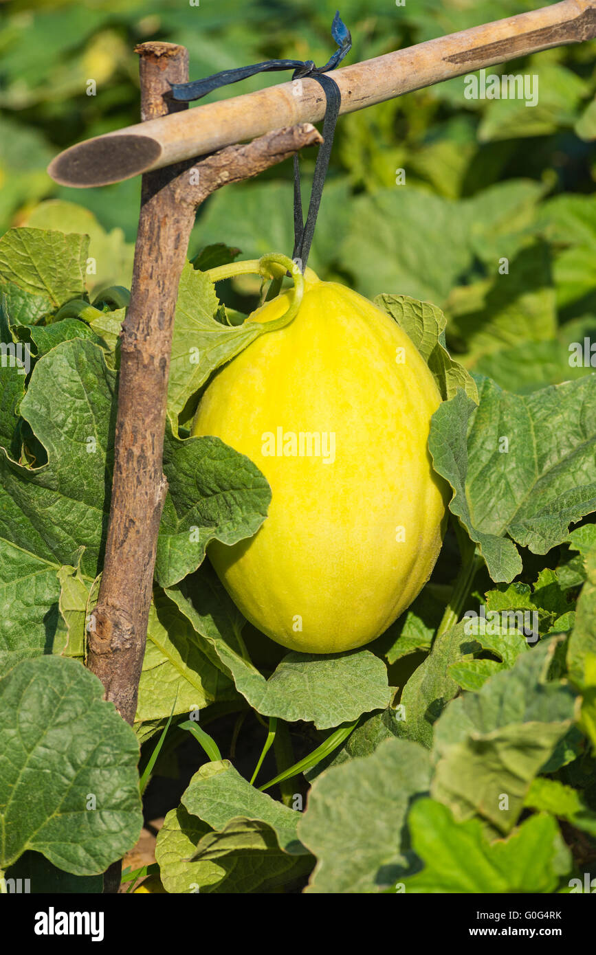 melon at plantation Stock Photo - Alamy