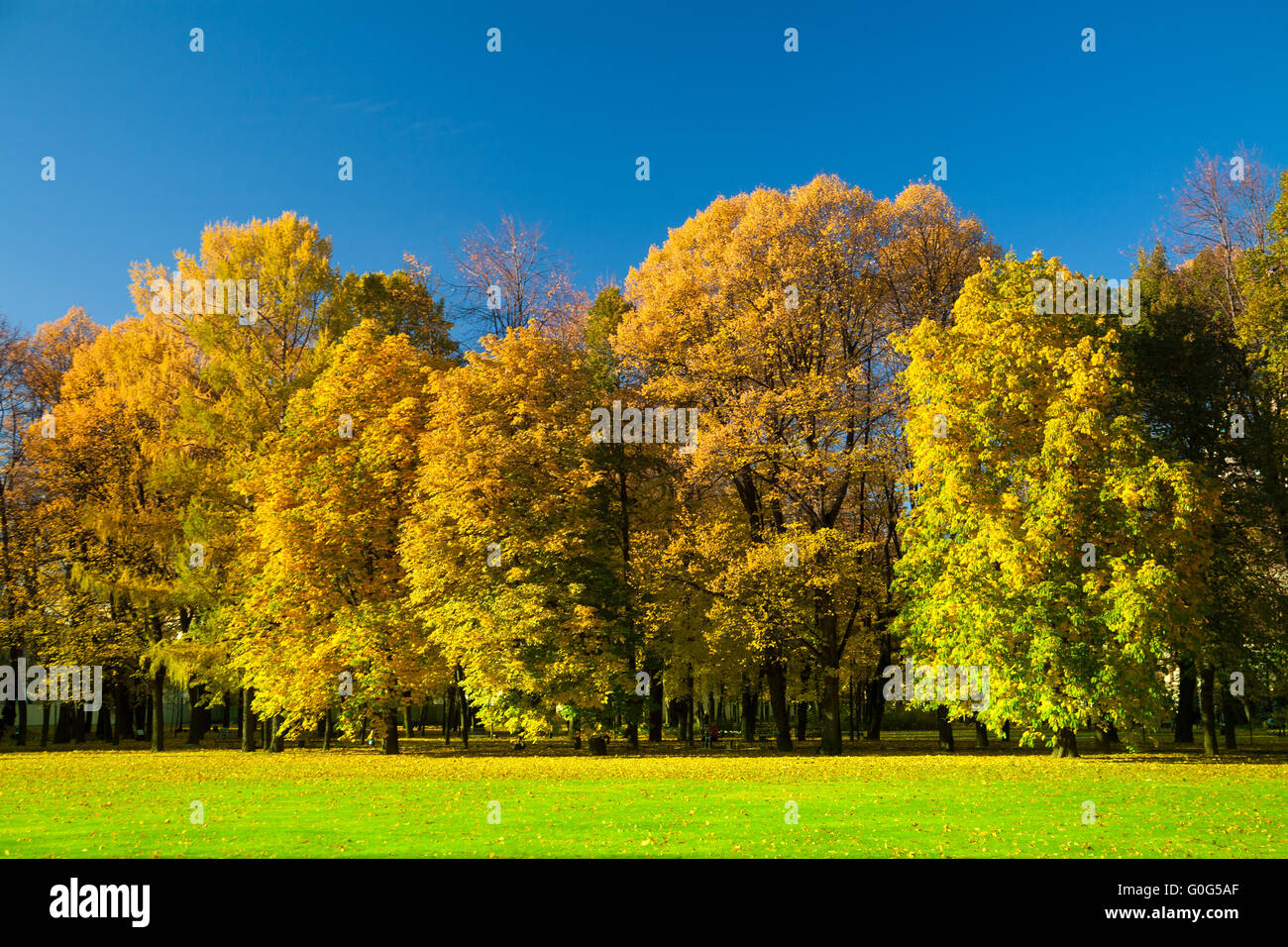 Beautiful meadow in the park Stock Photo - Alamy