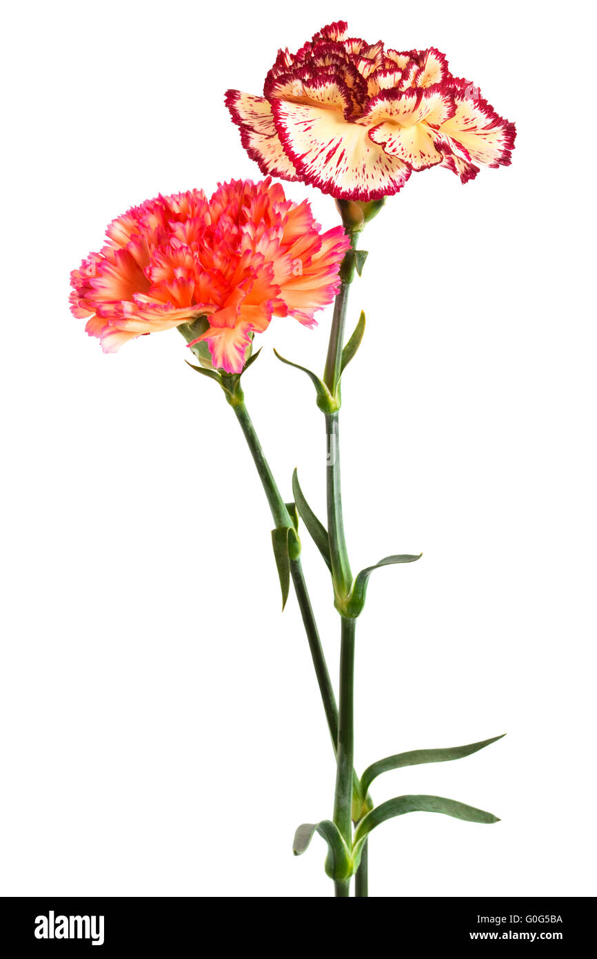 Beautiful fresh carnation on a white background Stock Photo - Alamy