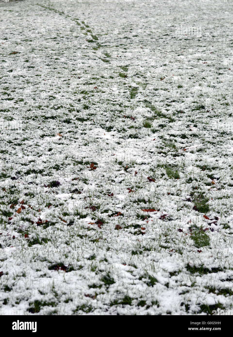 Footsteps in a shallow snow over grass Stock Photo - Alamy