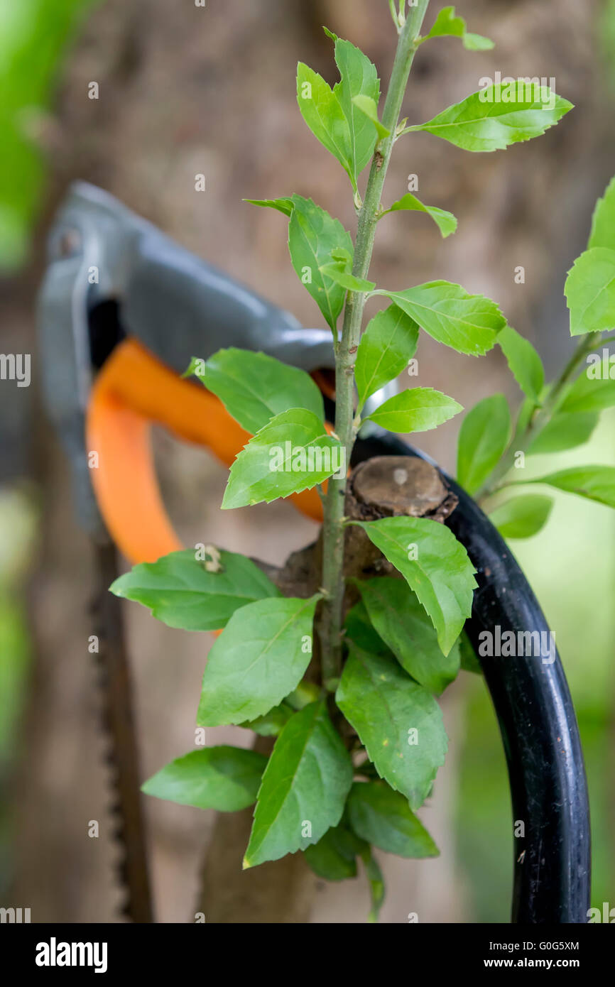 Bow saw hanging from a tree branch with green leafs Stock Photo - Alamy