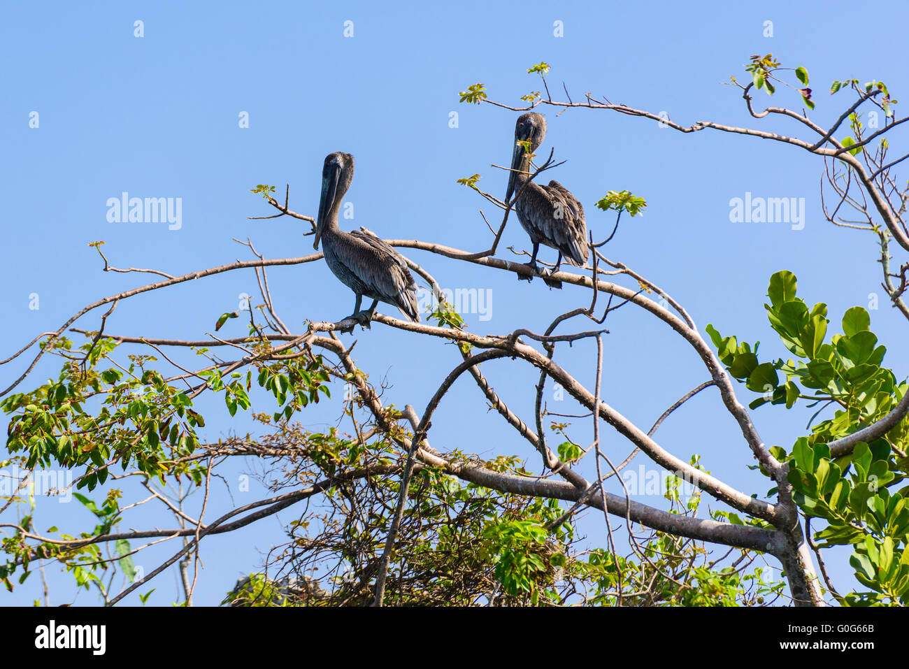 Two pelican tree Stock Photo - Alamy